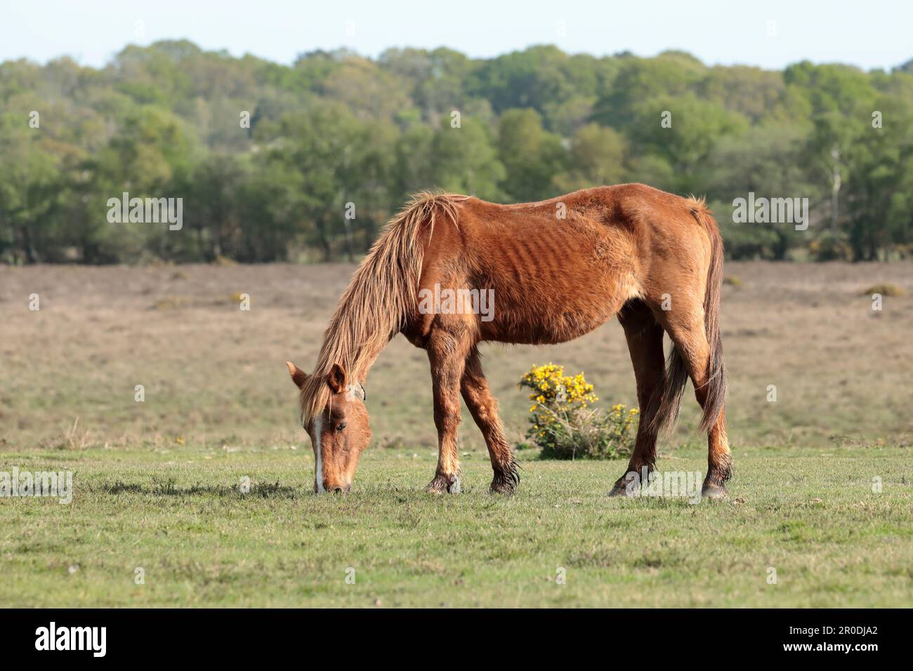 A chestnut brown New Forest pony eating grass with trees and gorse in ...