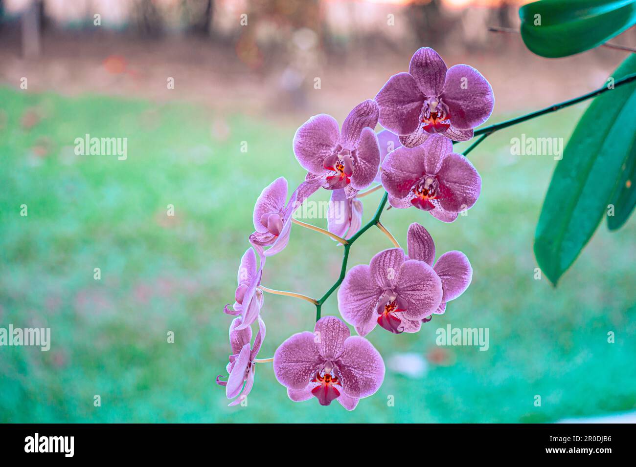 pink orchid hanging on its branch Stock Photo - Alamy