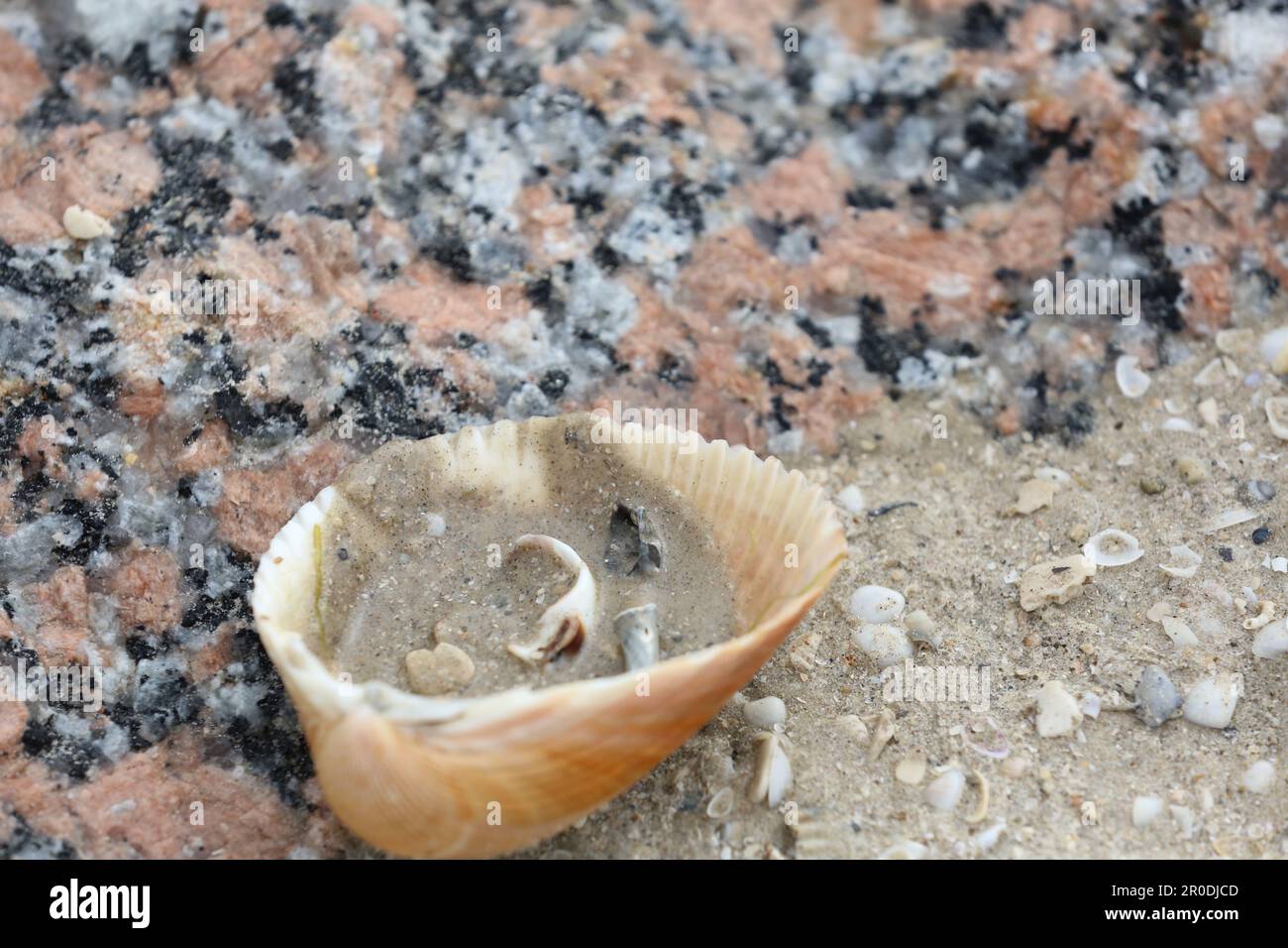 Texas state sea shell hi-res stock photography and images - Alamy