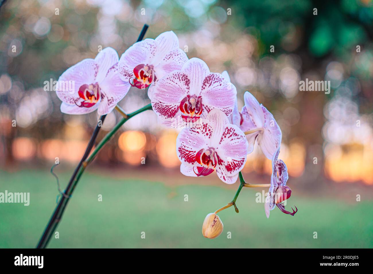 pink orchid hanging on its branch Stock Photo - Alamy