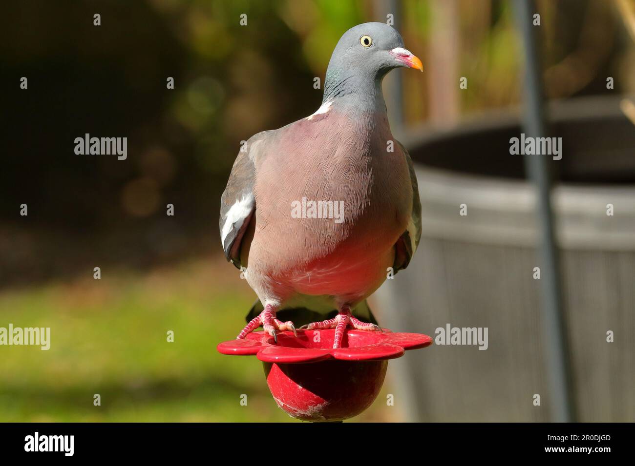 A pigeon standing on a red ceramic bird feeder in a garden with a large ...