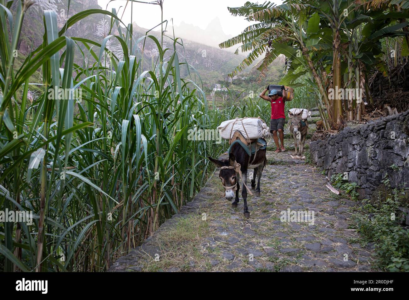 Local man with donkeys carrying bags from the mountain on typical old ...