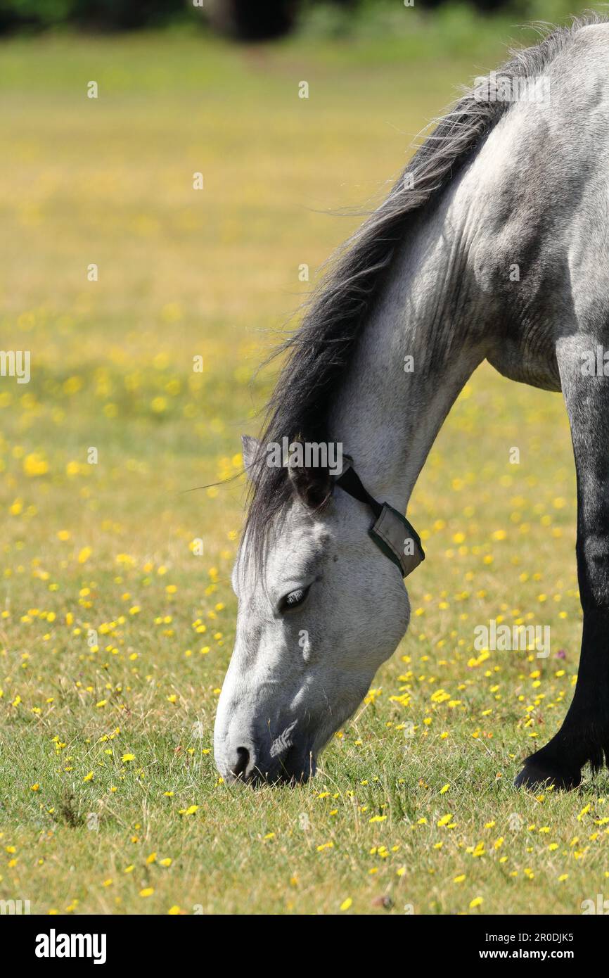 A white New Forest pony eating grass with wildflowers in the background ...