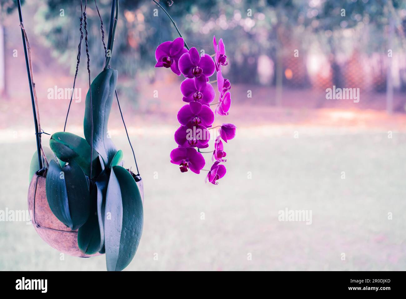 pink orchid hanging on its branch Stock Photo - Alamy