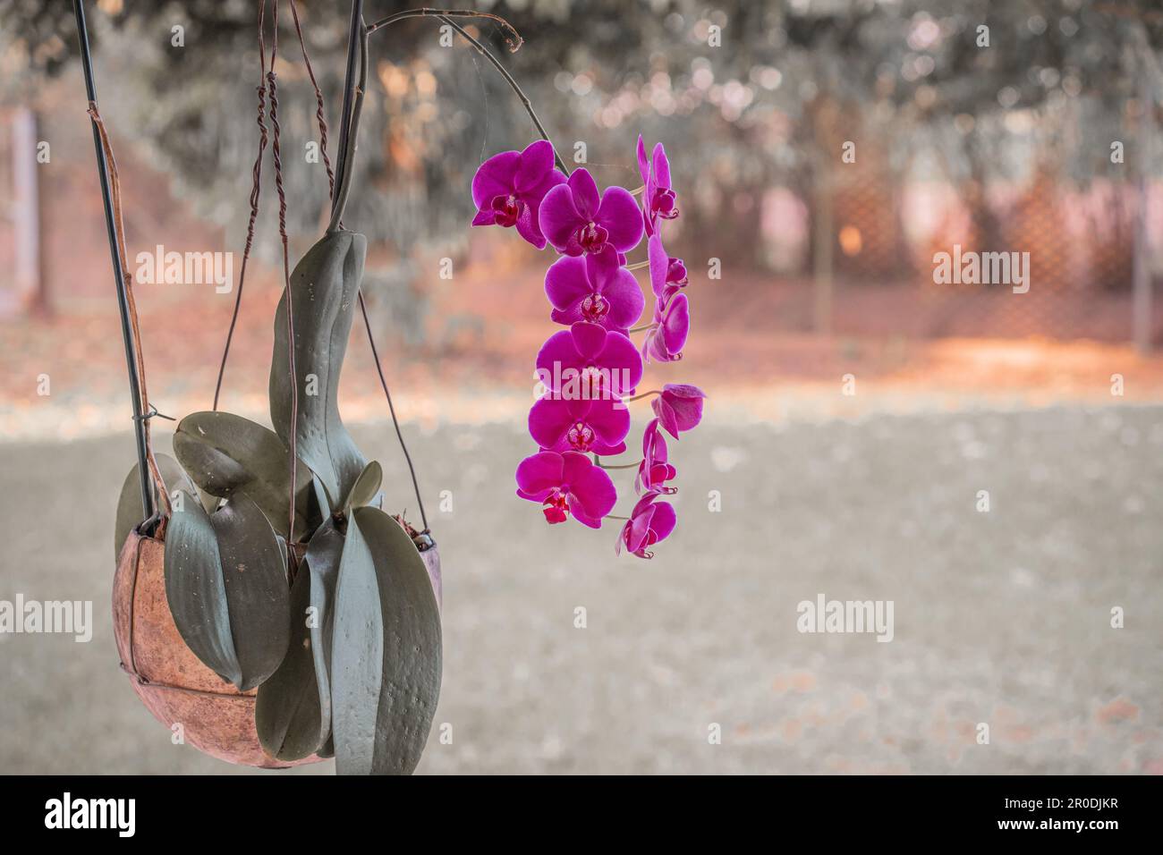 pink orchid hanging on its branch Stock Photo - Alamy