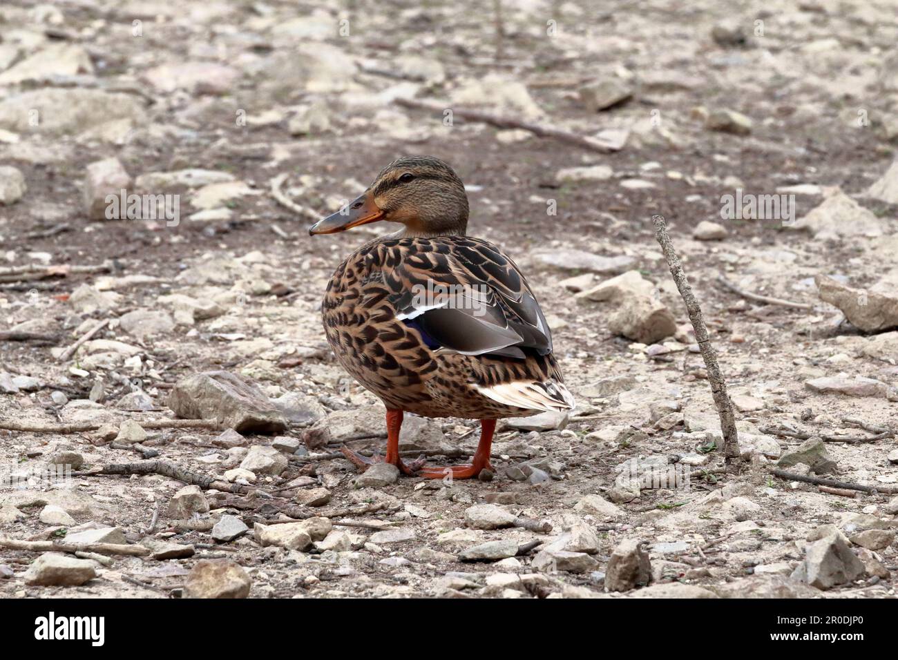 A female mallard duck walking on a rocky path Stock Photo - Alamy