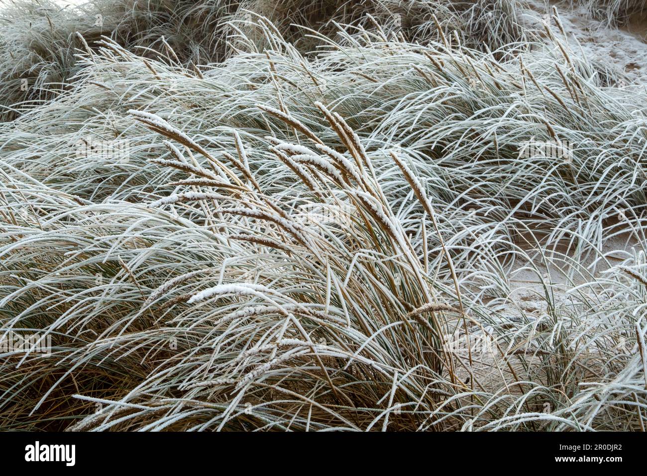 Marram Grass (Ammophila arenaria) and Frost, Sand Dunes, Coatham ...