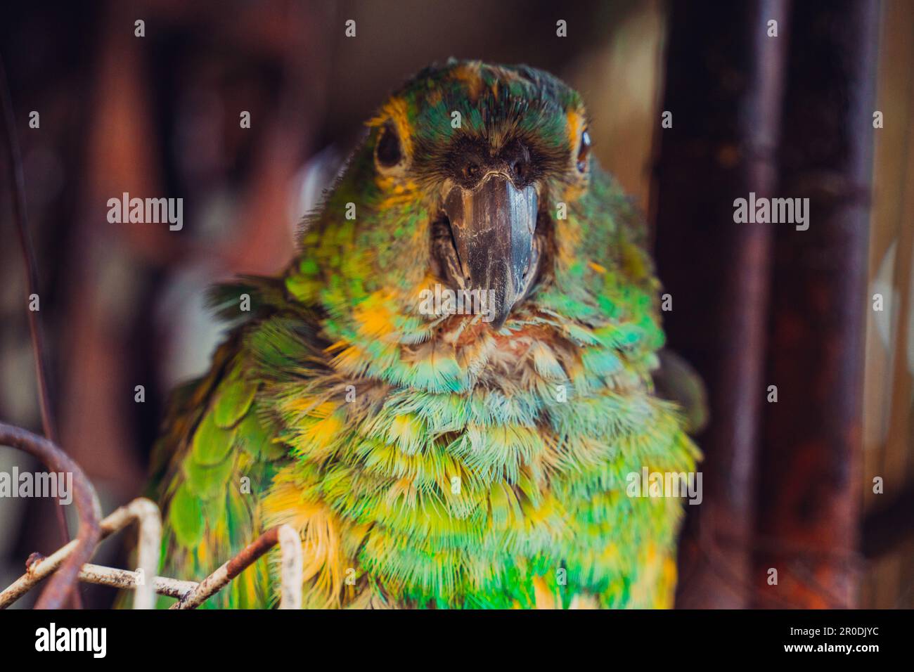 parrot inside its house Stock Photo - Alamy