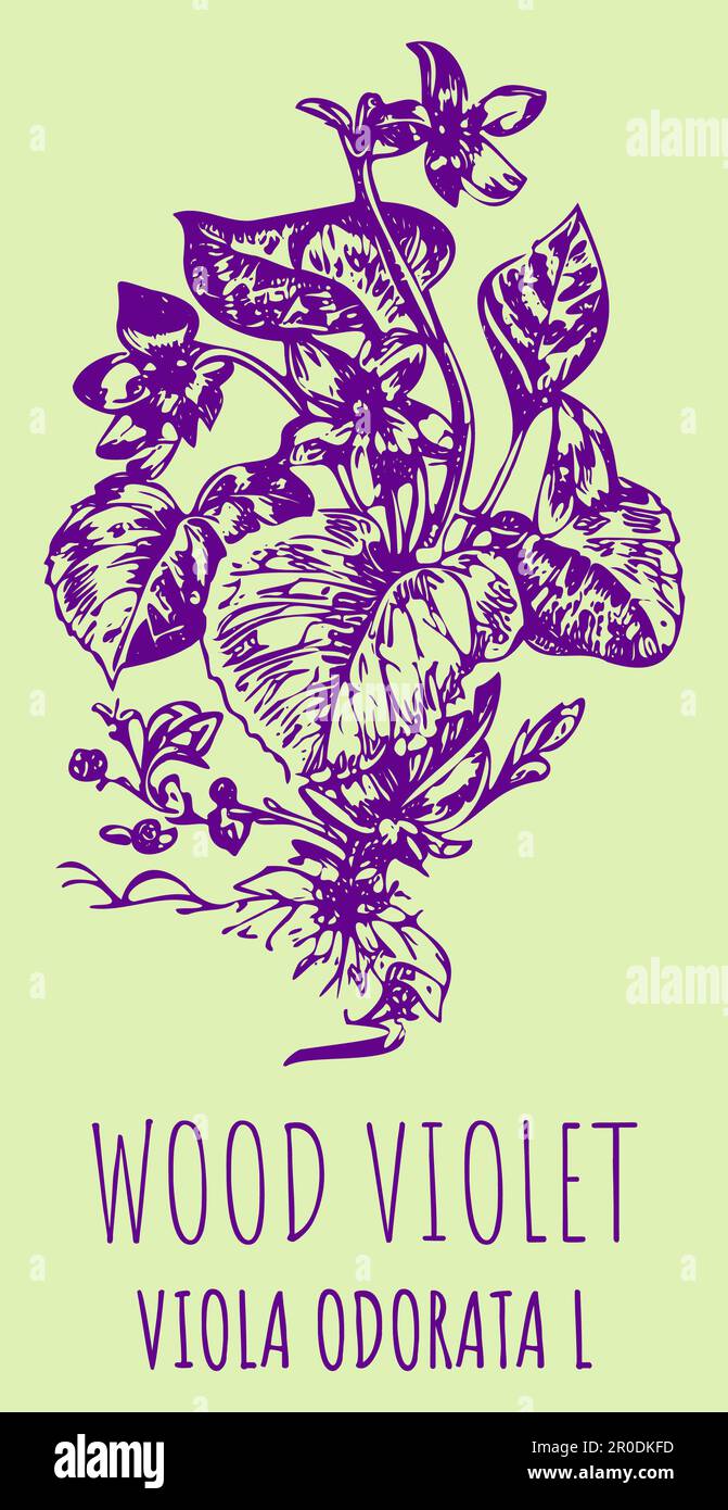 Drawings Fragrant violet. Hand drawn illustration. Latin name Viola ...