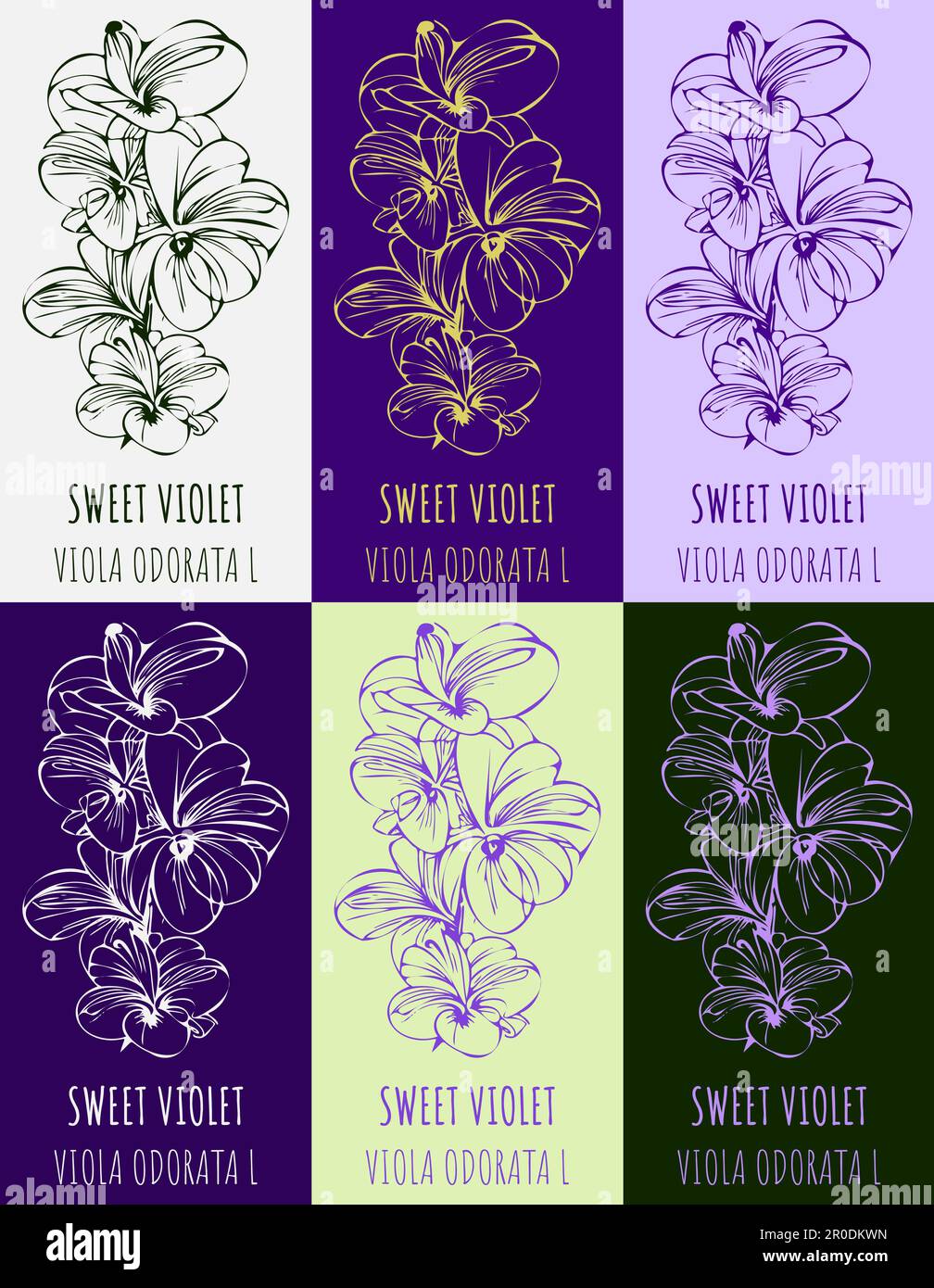 Set of drawing of Fragrant violet in various colors. Hand drawn ...