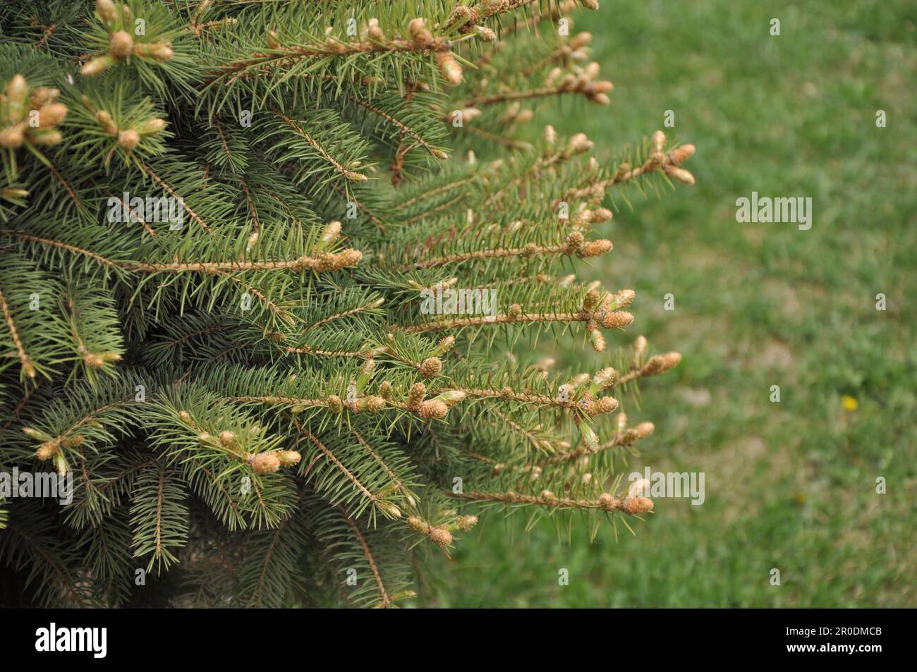Beautiful tall pine tree isolated on white background Stock Photo - Alamy