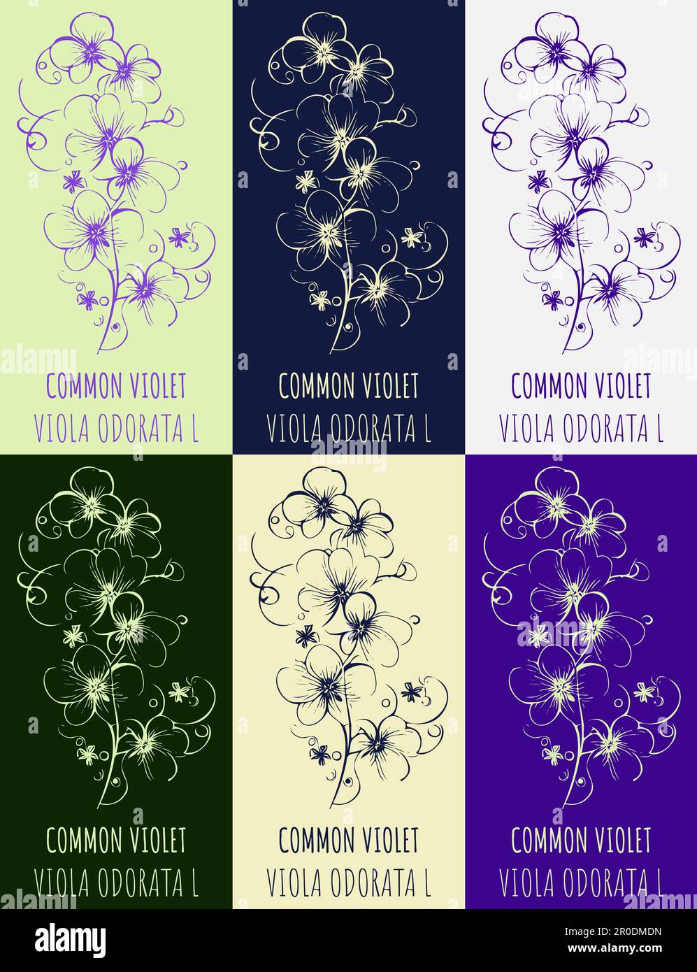 Set of drawing of Fragrant violet in various colors. Hand drawn ...