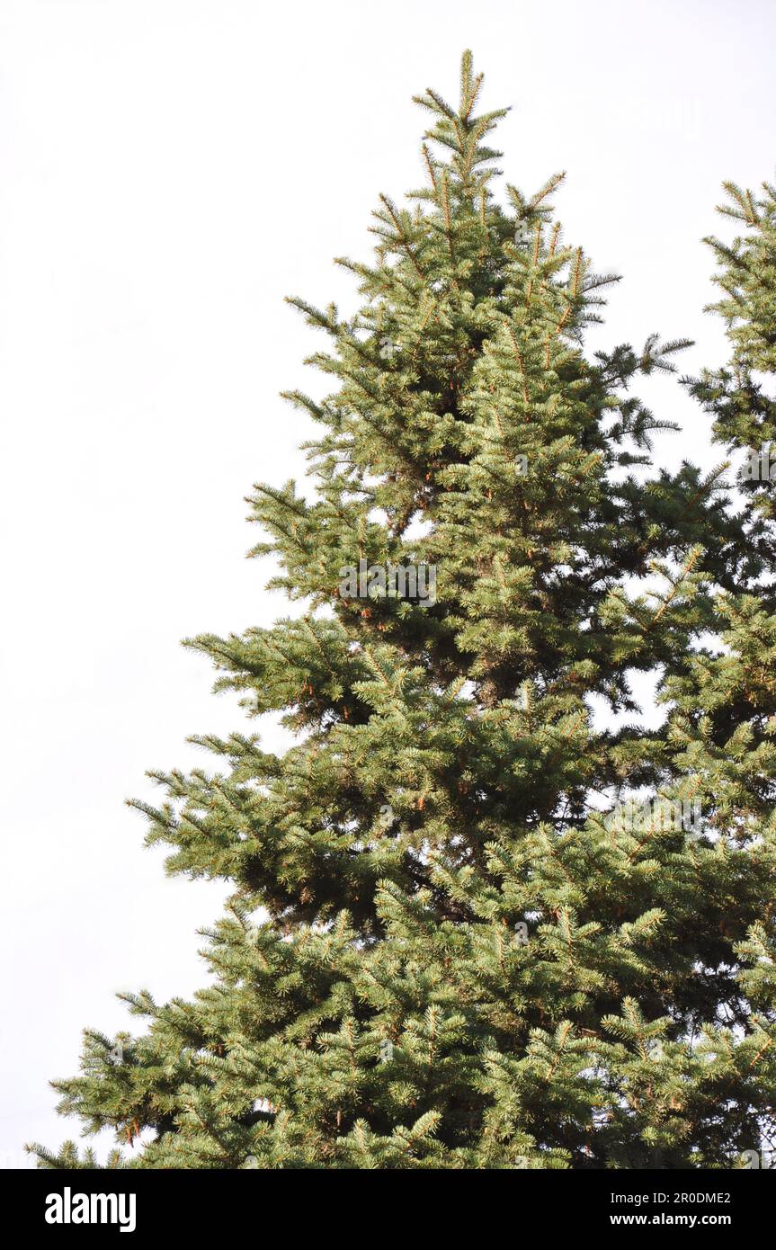 Beautiful tall pine tree isolated on white background Stock Photo - Alamy