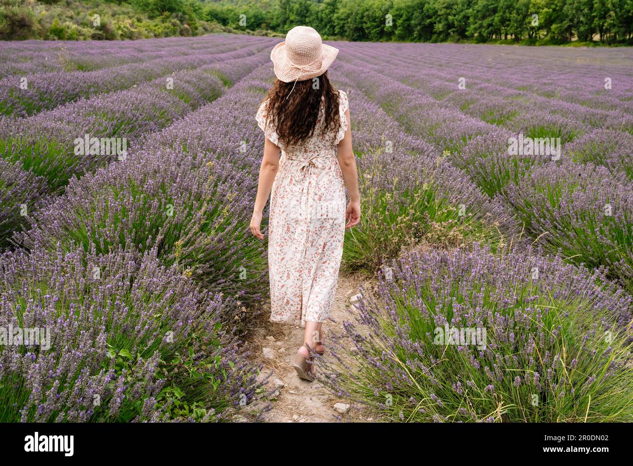 Woman walking through lavender field hi-res stock photography and ...