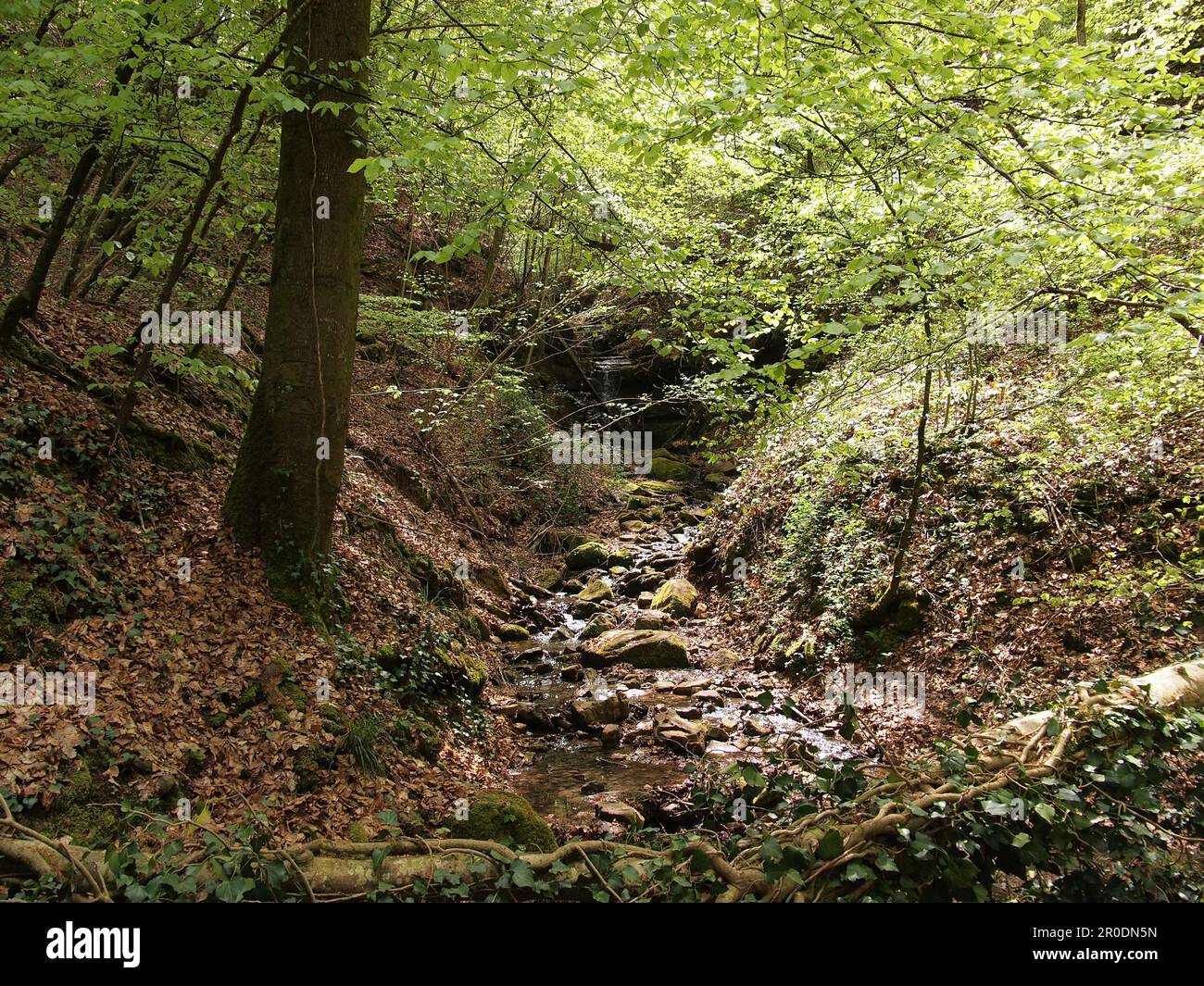 Mullerthal (Waldbillig, Canton of Echternach, Luxembourg Stock Photo ...