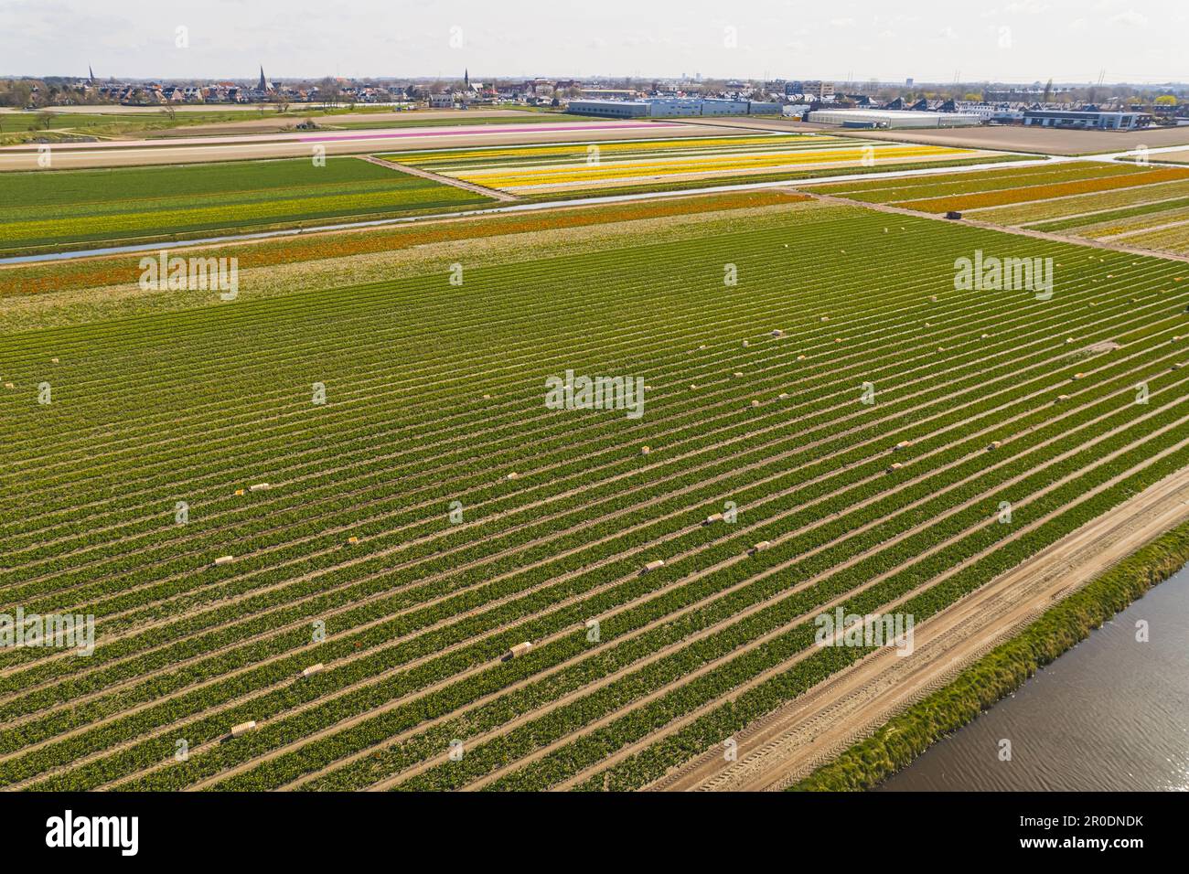 Drone view skyline of Netherlands large tulip fields. High quality ...