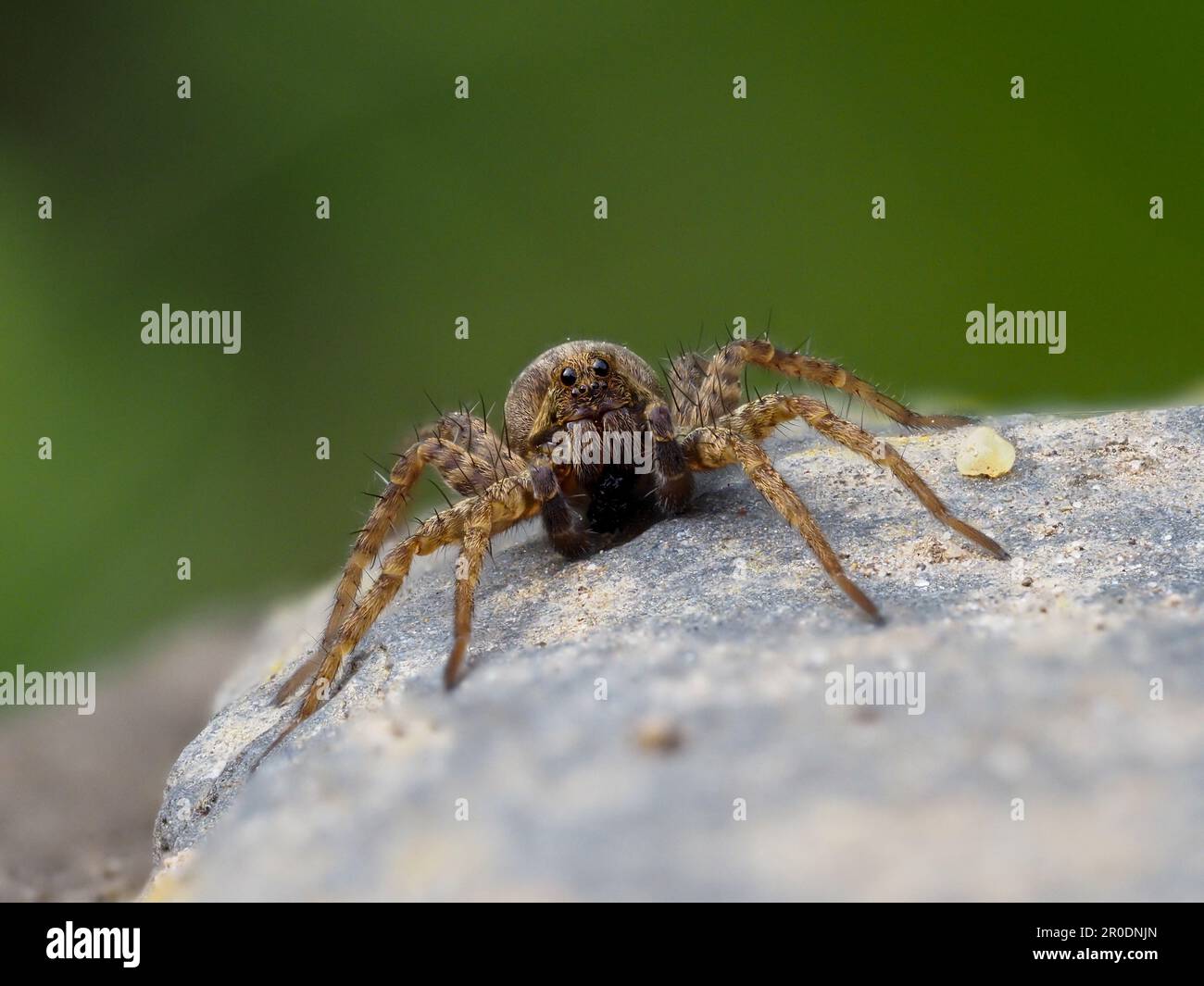 Wolf spider hunting prey hi-res stock photography and images - Alamy