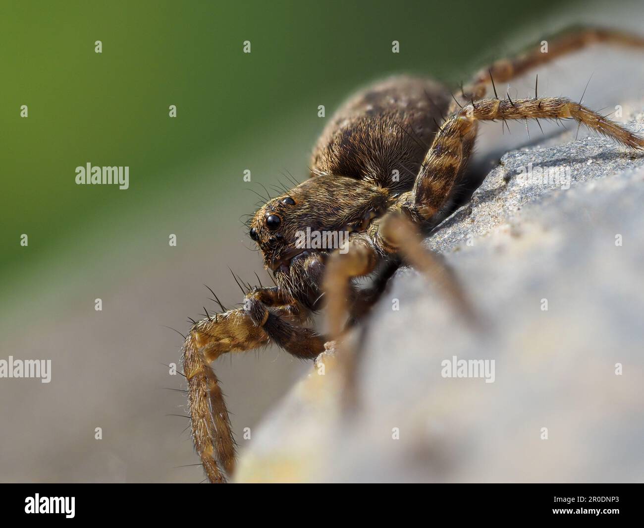 Eurasian wolf spider hi-res stock photography and images - Alamy