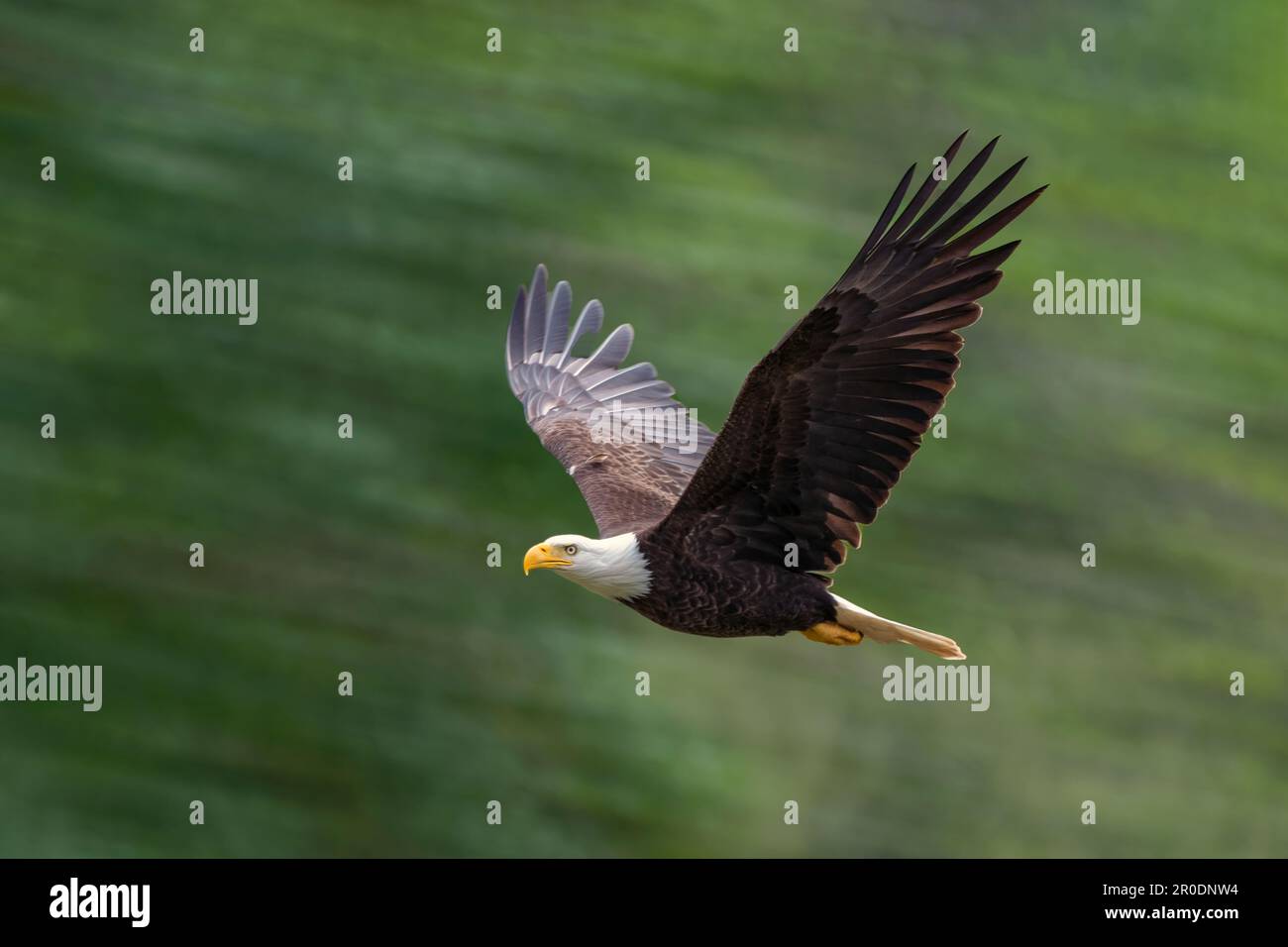 A majestic bald eagle in mid-flight soars over a grassy meadow ...