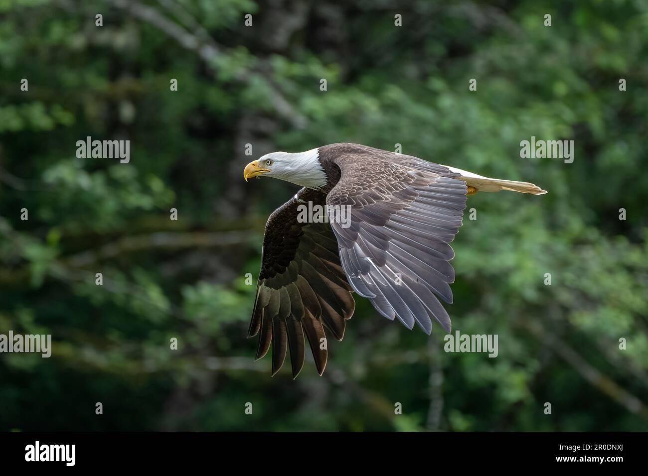 A majestic bald eagle soars through a forest of tall trees and lush ...