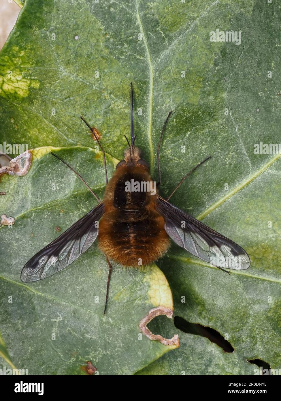 Dark edged bee fly uk hi-res stock photography and images - Alamy