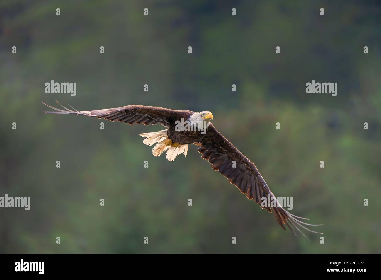 An adult bald eagle is gliding through a clear blue sky with its wings ...
