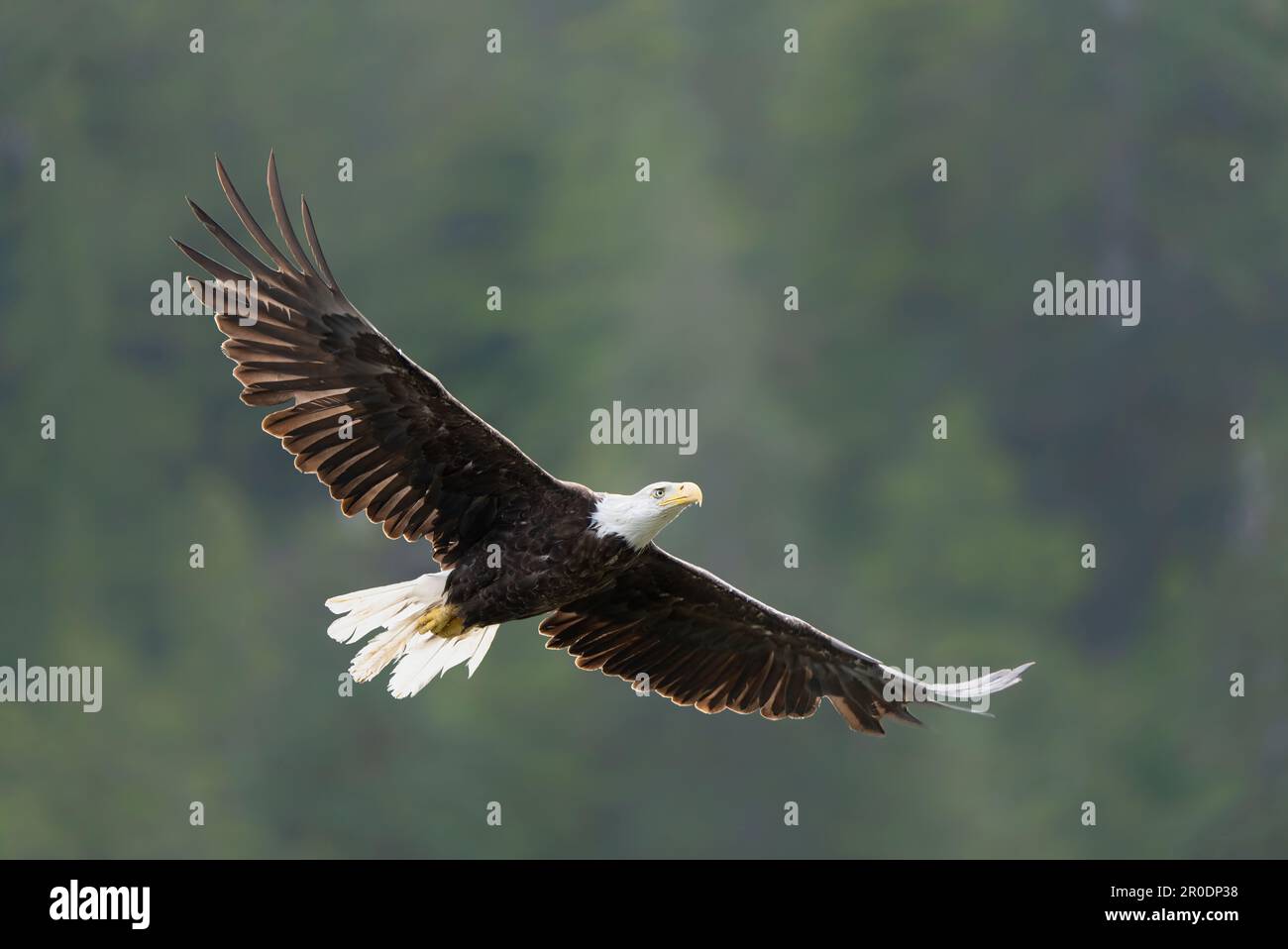 An American Bald Eagle soars majestically through the sky with its wings outstretched, against a ...