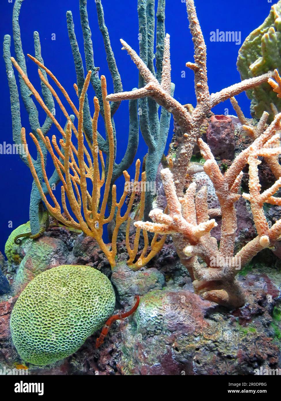 A vibrant underwater ecosystem featuring a large coral reef and a ...