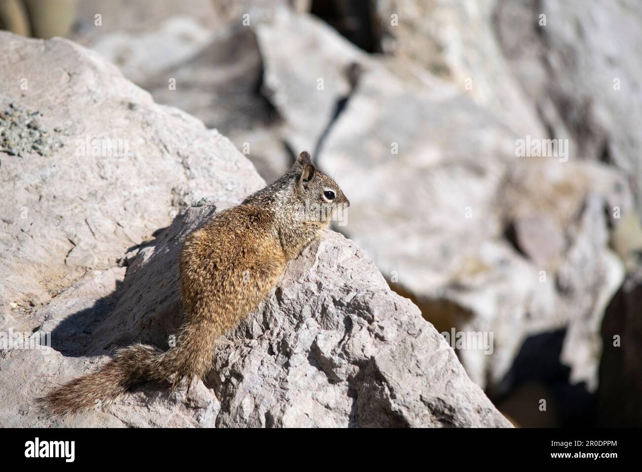 California Ground Squirrel at the ocean shore beach Stock Photo - Alamy