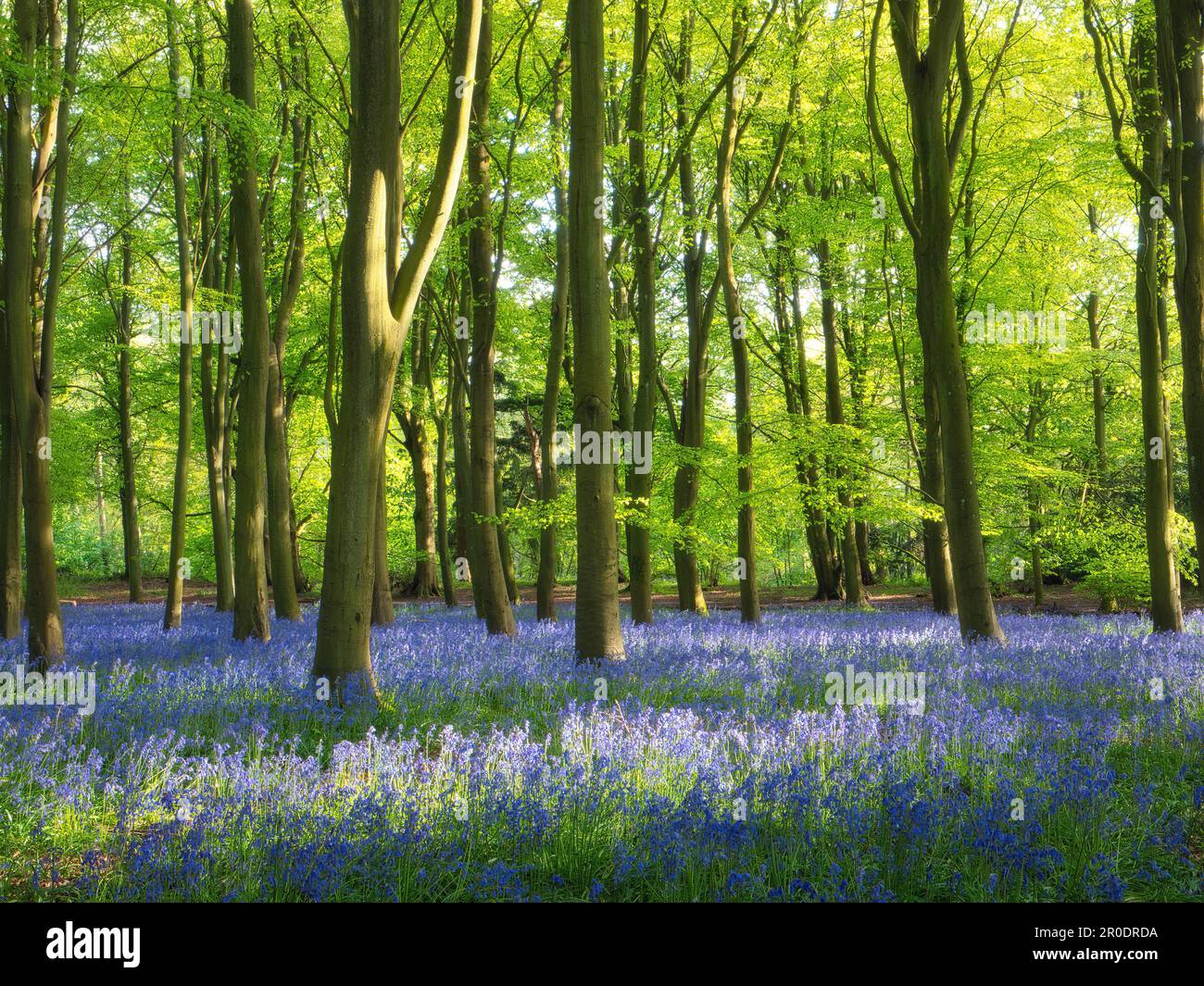 Beautiful spring sunlight streams through the canopy of beech trees at ...