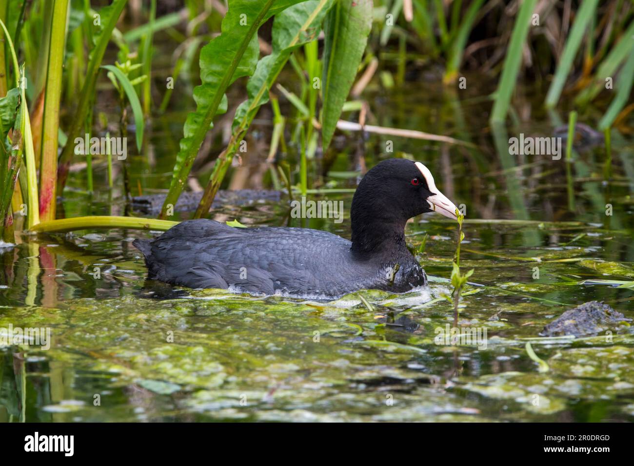 Eurasian coot / common coot (Fulica atra) swimming and foraging among ...