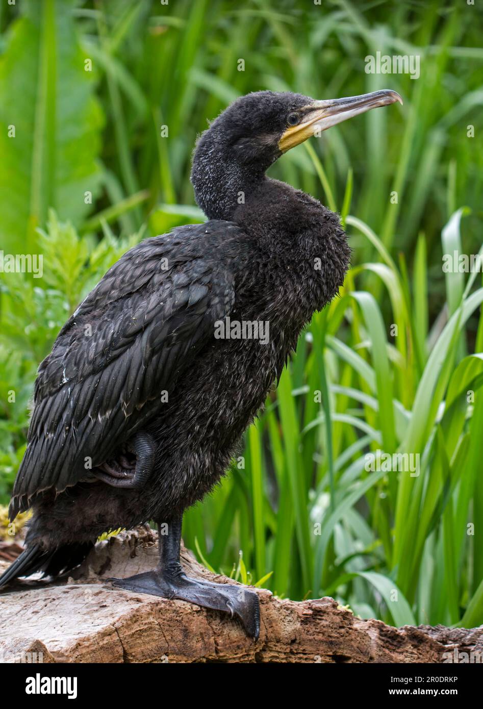 Great cormorant (Phalacrocorax carbo) juvenile / fledgling / fledgeling ...