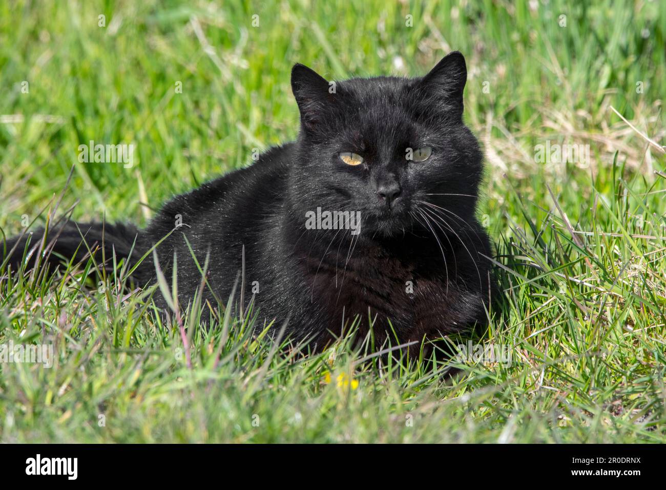 Domestic black cat hunting for mice and birds in meadow / grassland ...