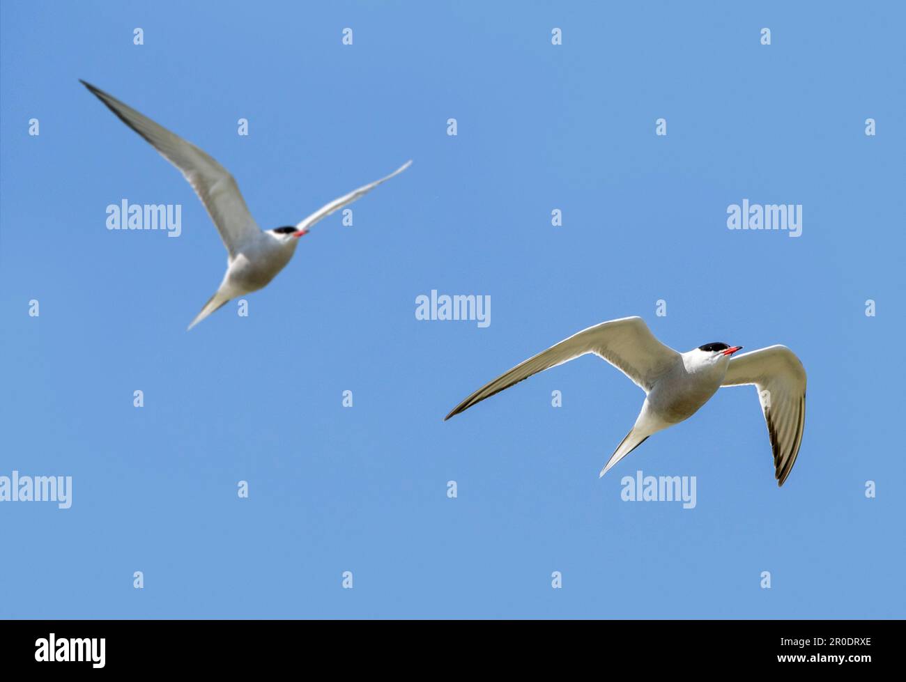 Common terns (Sterna hirundo) two adults in breeding plumage in flight ...