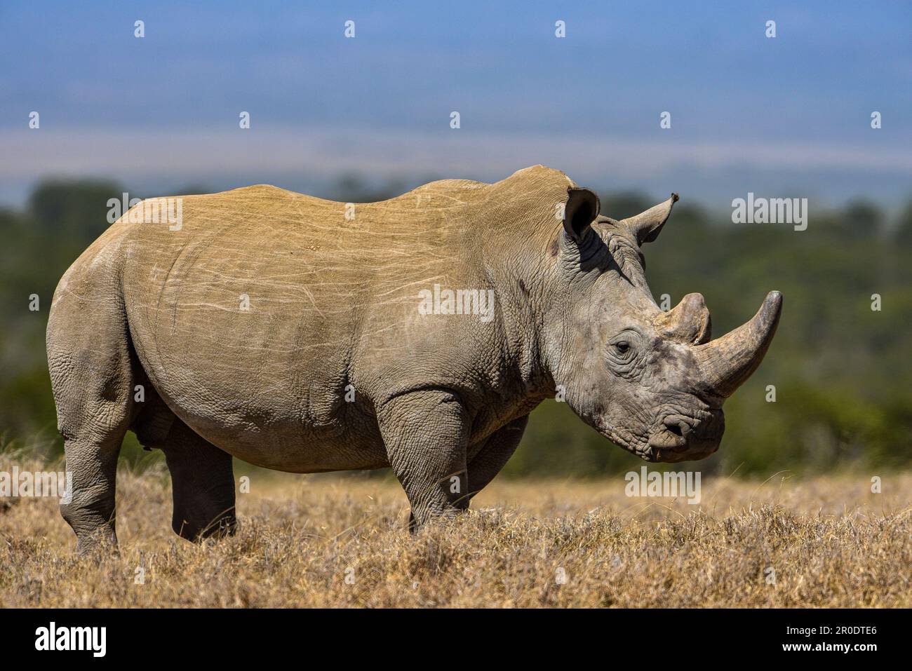 Southern White Rhinoceros Porini Rhino Camp Stock Photo - Alamy