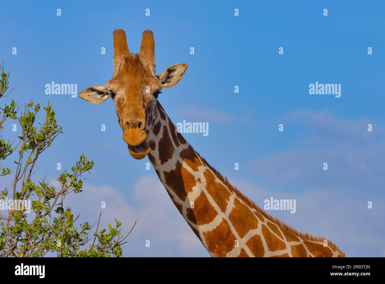 Senior bulls have most bumps on heads hi-res stock photography and ...