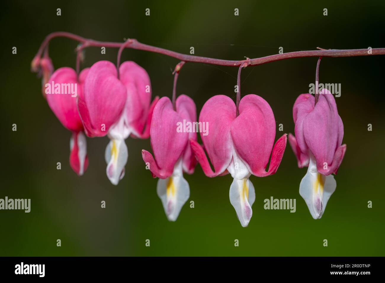 Dicentra, also known as Bleeding Hearts, perfect little pink and white ...