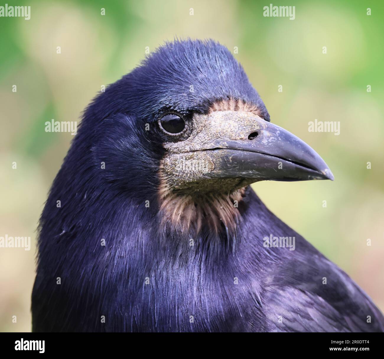 An a portrait of a Rook (Corvus frugilegus) as it came in close and ...