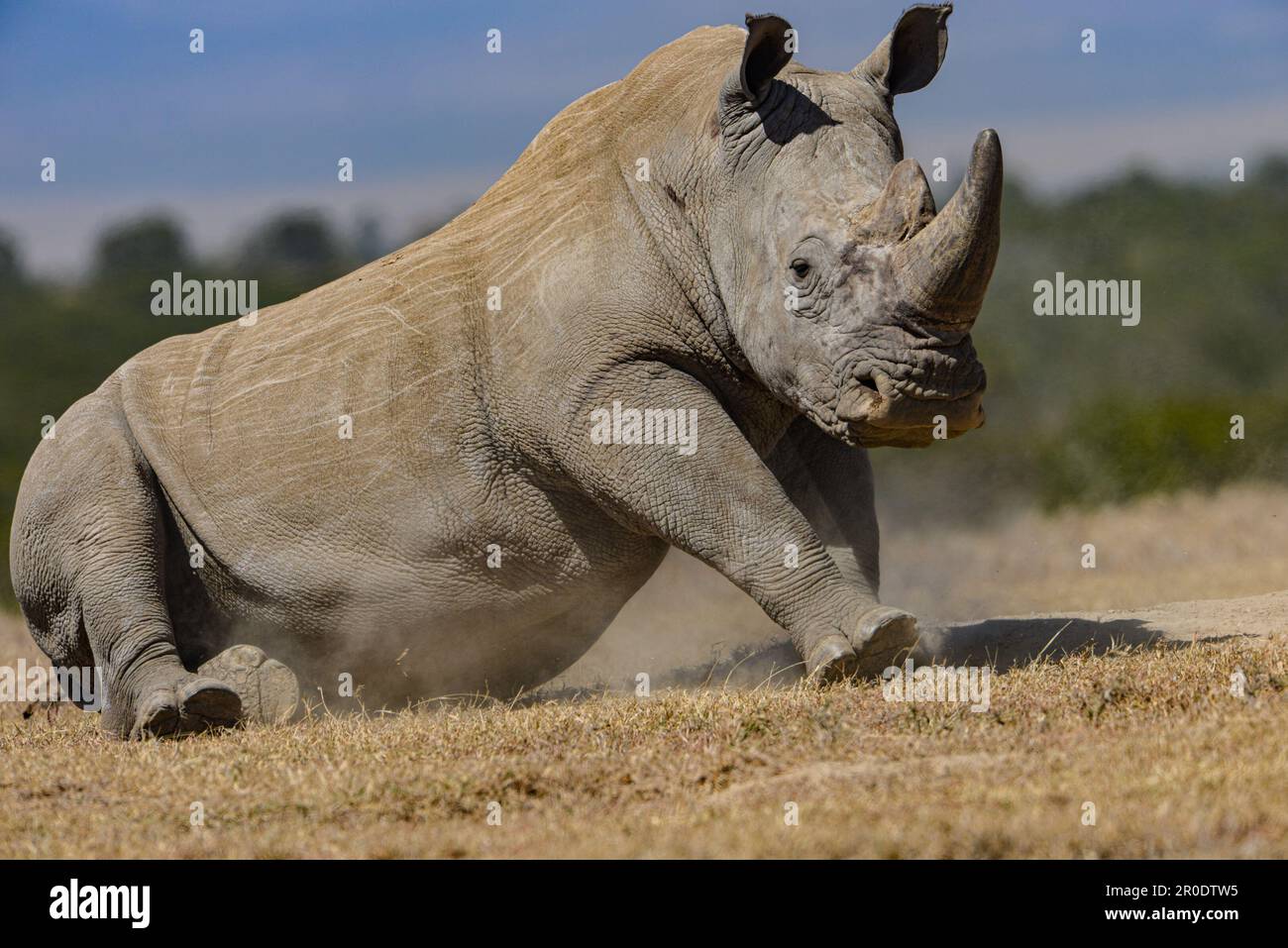 Southern White Rhinoceros Porini Rhino Camp Stock Photo - Alamy