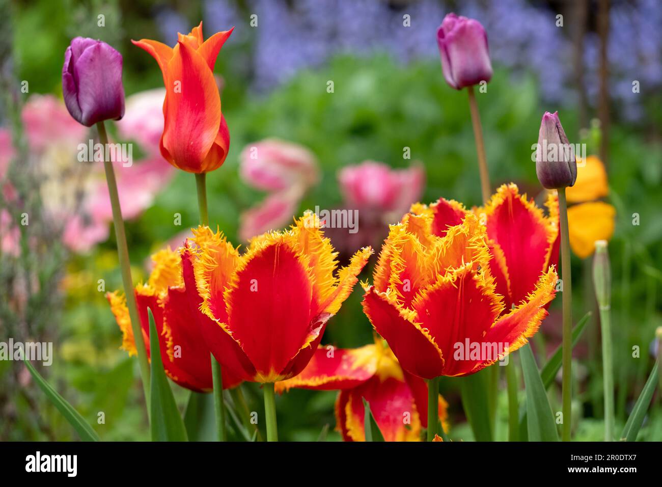 Red and yellow fringed Fabio tulips in spring, amongst other plants ...