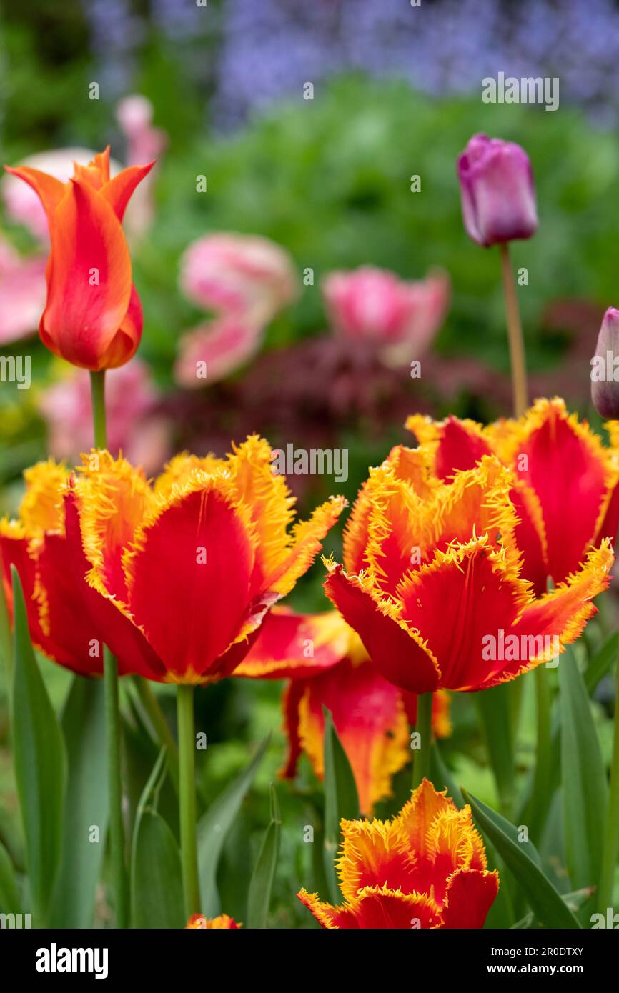Bedhead garden hi-res stock photography and images - Alamy