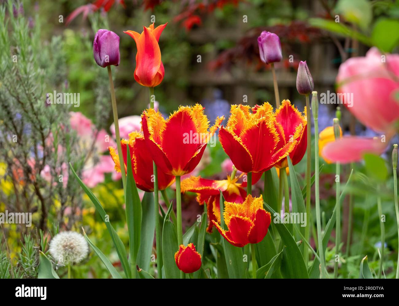 Fabio tulips hi-res stock photography and images - Alamy