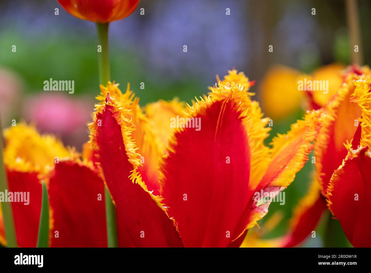 Red and yellow fringed Fabio tulips in spring, amongst other plants ...