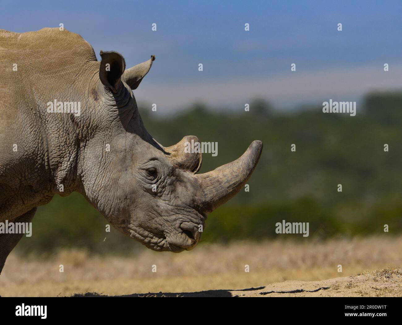 Southern White Rhinoceros Porini Rhino Camp Stock Photo - Alamy