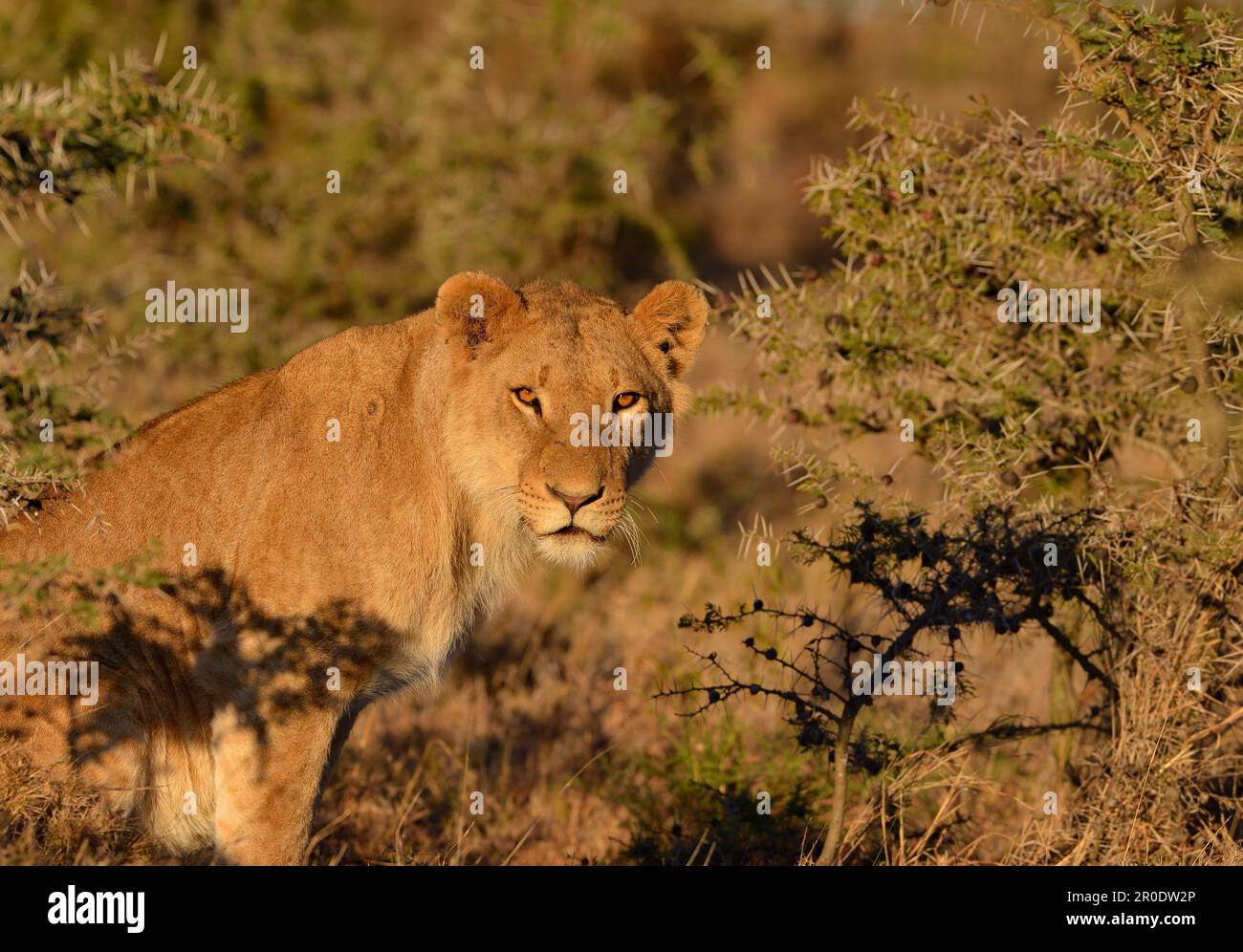 African Lions Kenya East Africa Stock Photo - Alamy