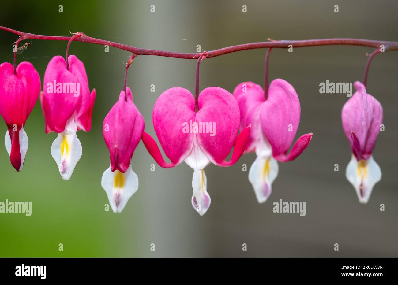 Dicentra, also known as Bleeding Hearts, perfect little pink and white ...