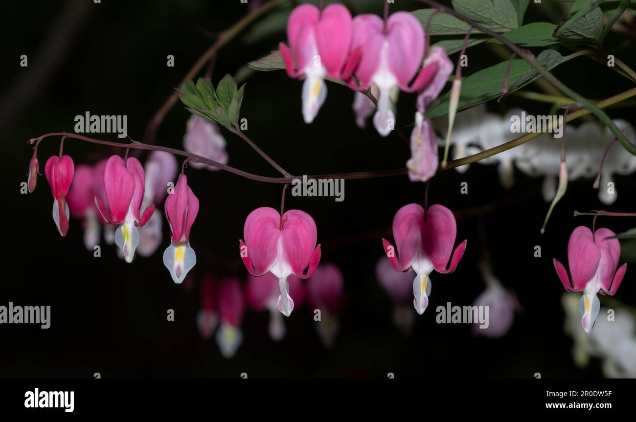 Dicentra, also known as Bleeding Hearts, perfect little pink and white ...