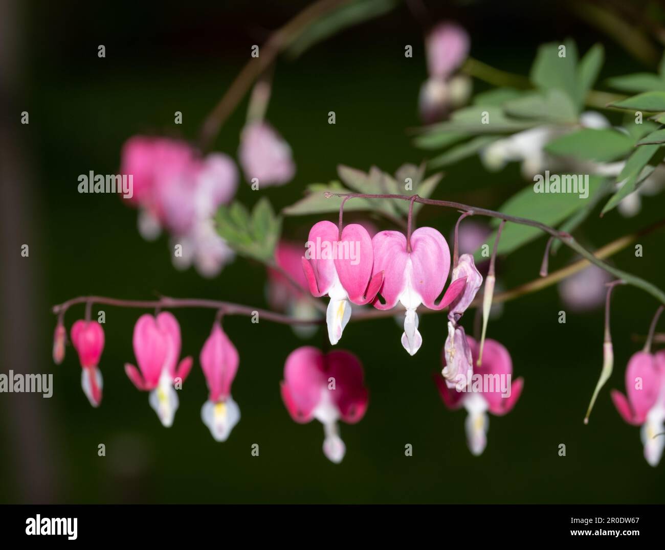 Dicentra, also known as Bleeding Hearts, perfect little pink and white ...