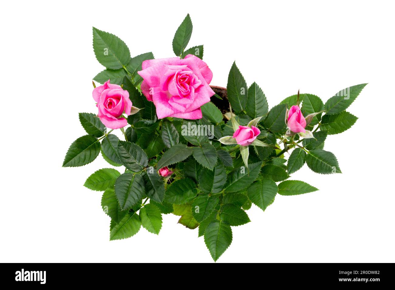 Indoor rose bush in a pot on a white background Stock Photo - Alamy