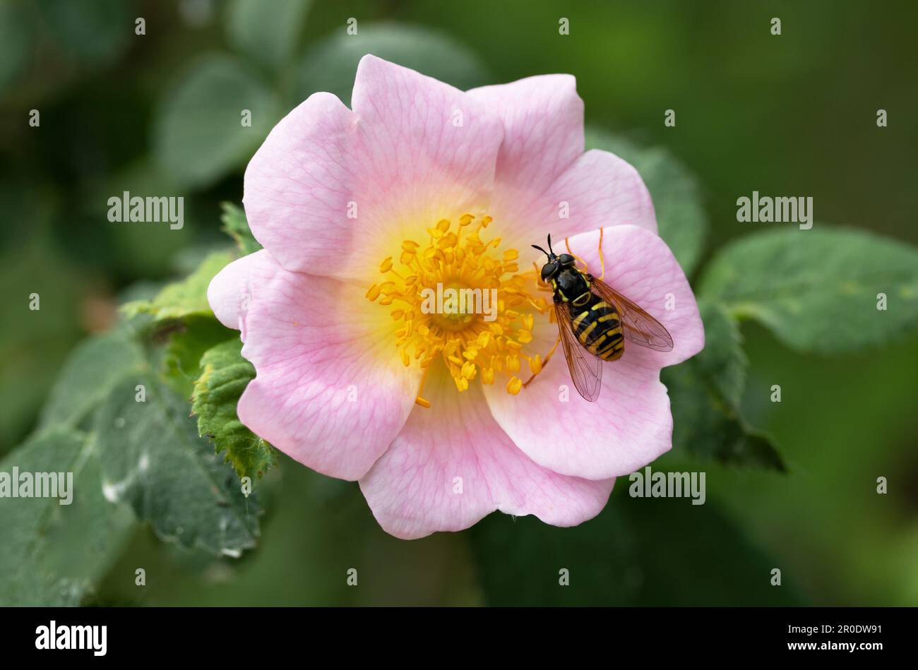 Temperate zone insects hi-res stock photography and images - Alamy